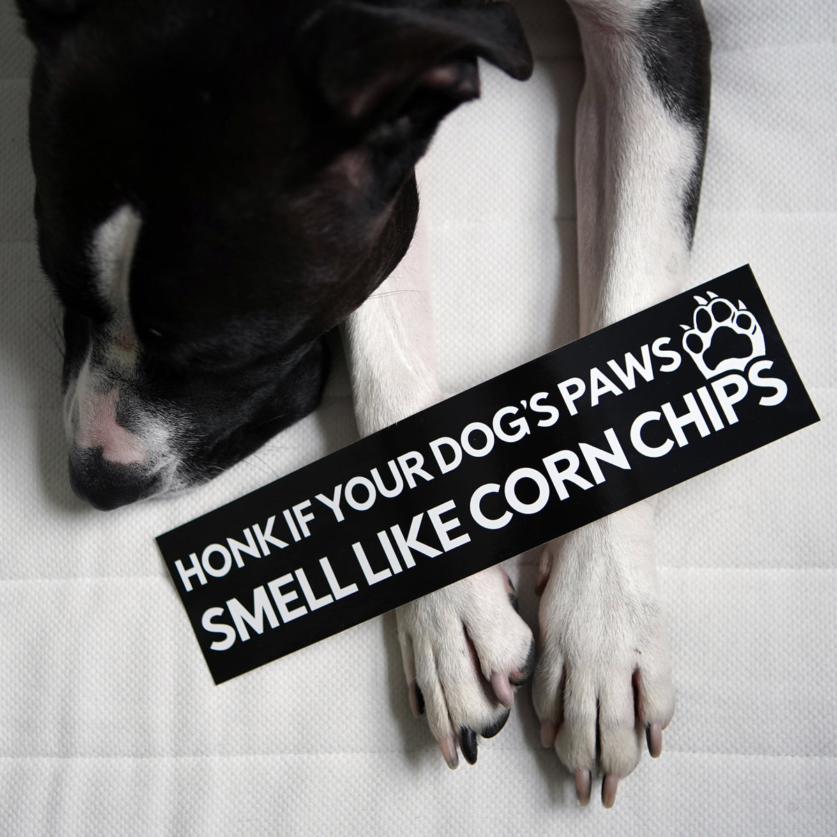 Dog Paws Smell Like Corn Chips Bumper Sticker - Stuntin Goods